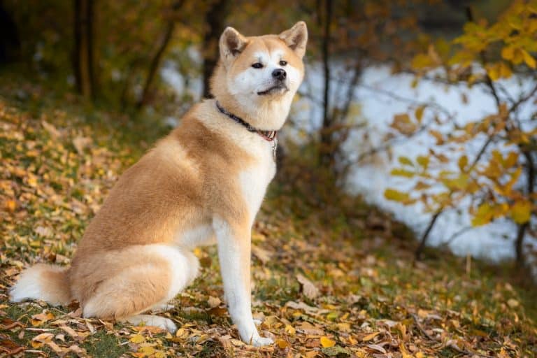 7 Dental Products, Chews, & Toys to Clean Your Akita’s Teeth ...