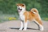 11 Fierce Dog Breeds That Will Never Let You Down - iHeartDogs.com