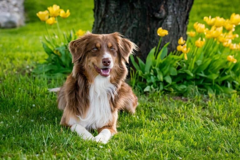 15 Dog Breeds With Fluffy Ears You’ll Want to Touch - iHeartDogs.com