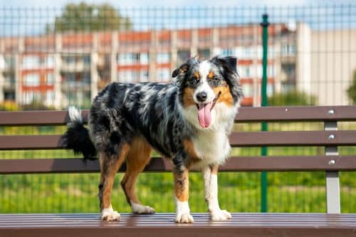 15 Protective Dog Breeds That Stay Close Forever - iHeartDogs.com