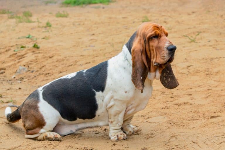 11 Calm Dog Breeds for Laid-Back Lives - iHeartDogs.com