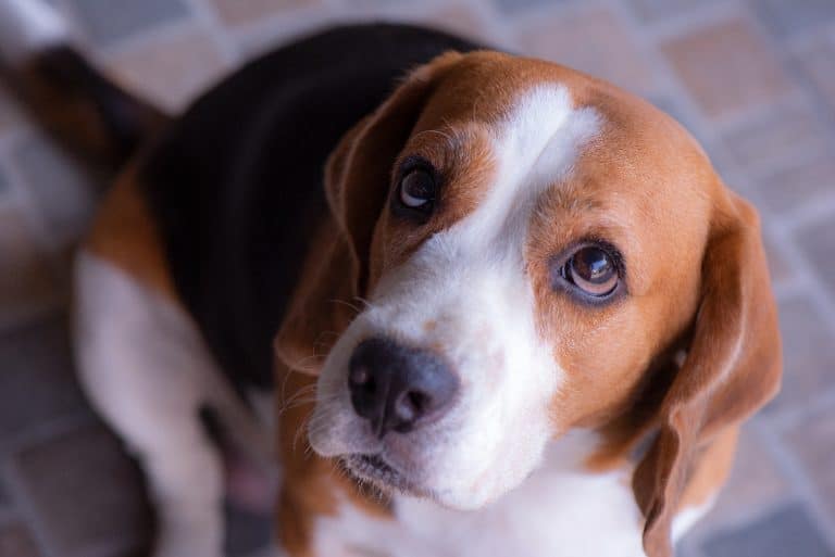 13 Dog Breeds With The Cutest Puppy Dog Eyes - iHeartDogs.com