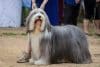 13 Shaggy Dog Breeds That Make Grooming A Full Workout - iHeartDogs.com