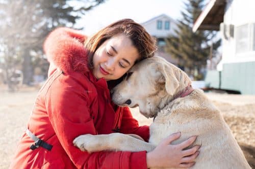 13 Best Dog Breeds For Emotional Support And Comfort - iHeartDogs.com