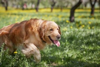 15 Silly Dog Breeds That Live To Make You Laugh