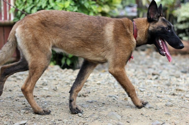 13 Brainy Dog Breeds That Impress With Their Smarts - iHeartDogs.com