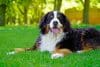 15 Chill Dog Breeds Perfect for Your Quiet Side - iHeartDogs.com