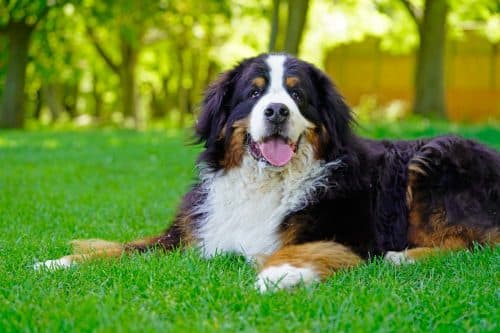 13 Dog Breeds That Are Surprisingly Chill - iHeartDogs.com