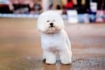 13 Fluffy Dog Breeds That Are Pure Cuteness - iHeartDogs.com