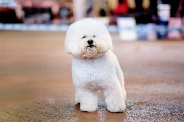 13 Fluffy Dog Breeds That Are Pure Cuteness - iHeartDogs.com