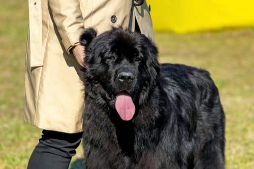 11 Loyal Dog Breeds That Are Easygoing and Protective - iHeartDogs.com