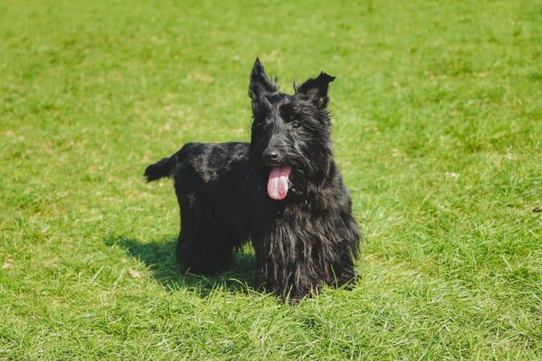 13 Short-Legged Dog Breeds That Are Close to the Ground, Big on Charm ...