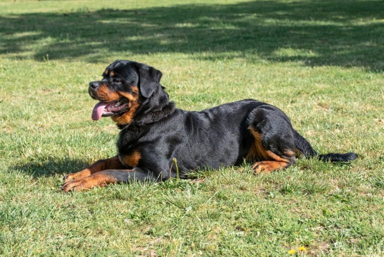 13 Brainy Dog Breeds That Impress With Their Smarts - iHeartDogs.com