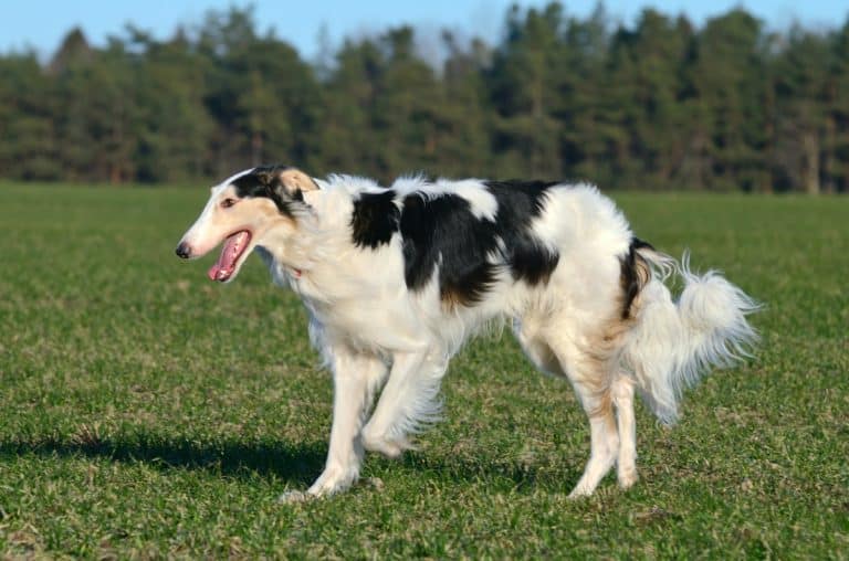 13 Peculiar Dog Breeds With Delightfully Odd Quirks - iHeartDogs.com