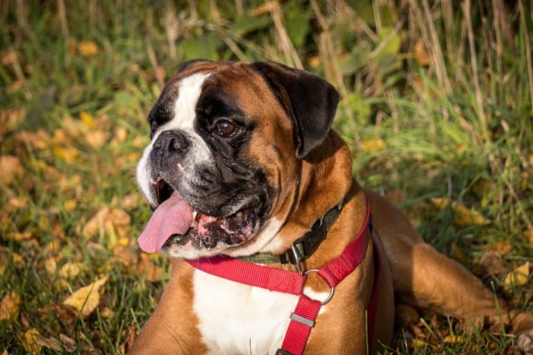 Ultimate 11 Goofy Dog Breeds That’ll Keep You Smiling - iHeartDogs.com