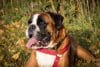 15 Protective Dog Breeds That Stay Close Forever - iHeartDogs.com