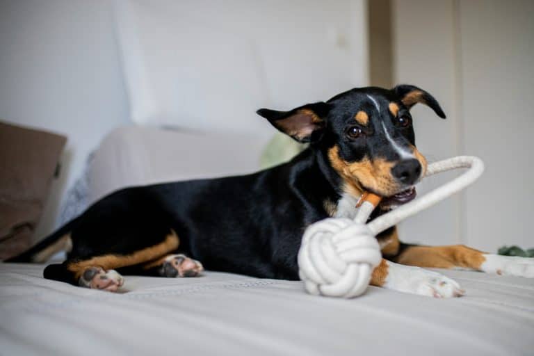 15 Reasons Dogs Carry Stuff Around - iHeartDogs.com