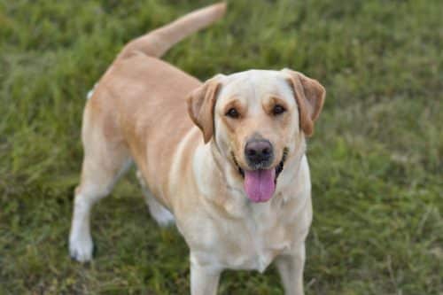 15 Loving Dog Breeds That Need Affection - iHeartDogs.com