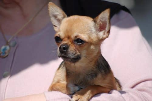 15 Dog Breeds That Are Bold, Brave, and the Bestest of Buddies ...