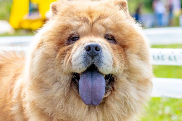Ideal Diet for Chow Chows - The Ultimate Chow Chow Feeding Guide ...