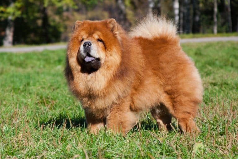 11 Historical Dog Breeds With Interesting Origins - iHeartDogs.com