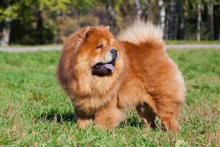 15 Chill Dog Breeds Perfect for Your Quiet Side - iHeartDogs.com