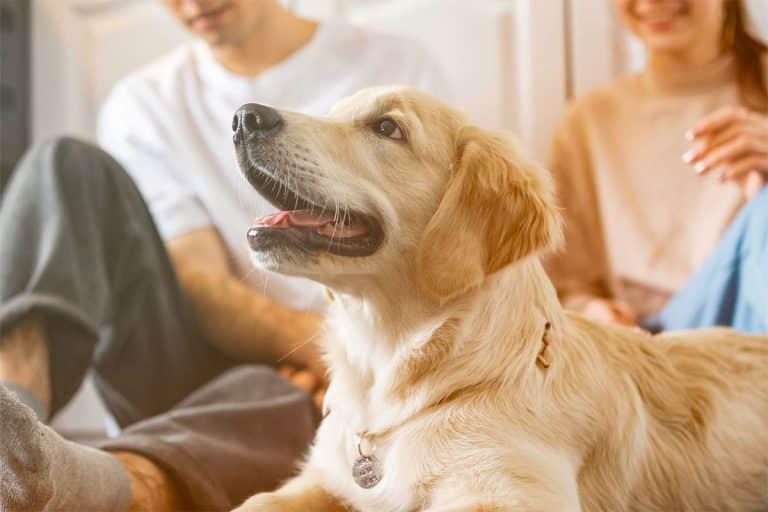 13 Compassionate Dog Breeds That Are Perfect for Families - iHeartDogs.com