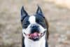 15 Silly Dog Breeds That Live To Make You Laugh