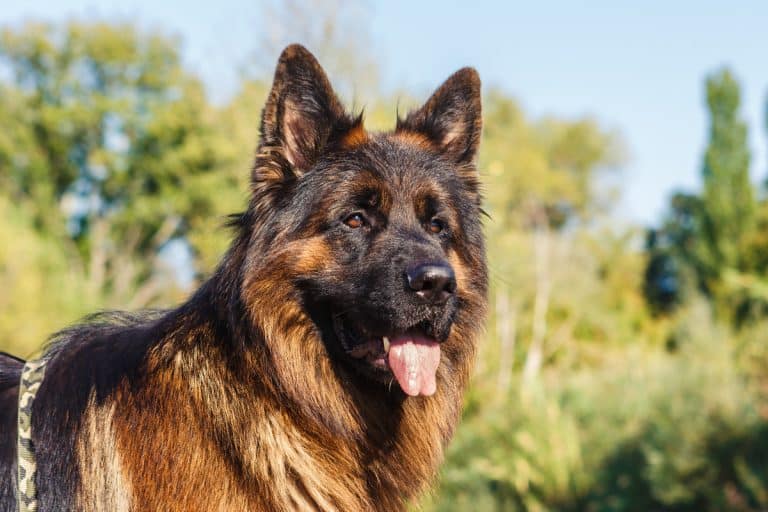 11 Classic Dog Breeds That Never Go Out Of Style - iHeartDogs.com