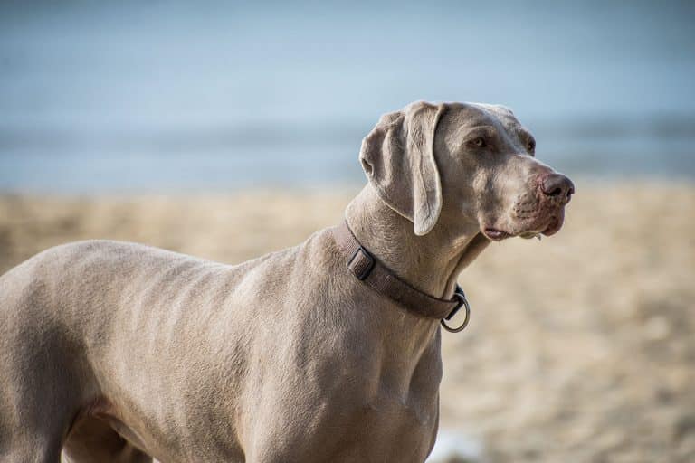 15 Sleek Dog Breeds That Always Look Sharp - iHeartDogs.com