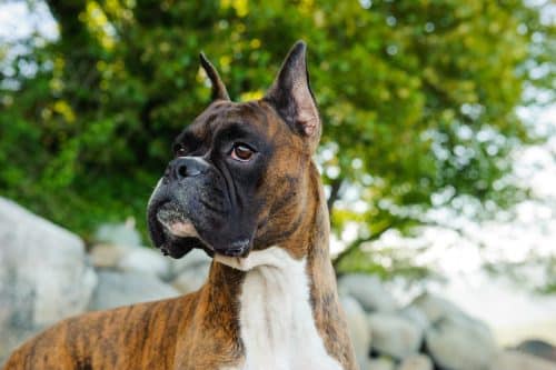 15 Facts About How Dogs Understand Time - iHeartDogs.com