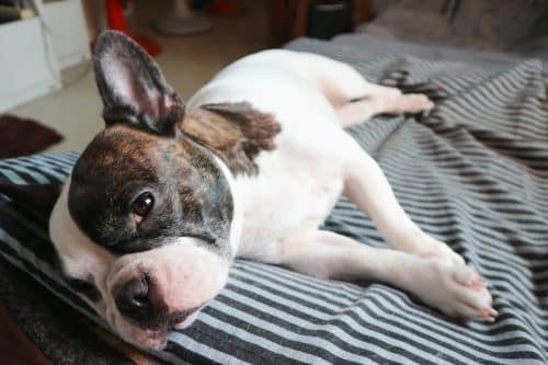 13 Dog Breeds That Are Surprisingly Chill - iHeartDogs.com