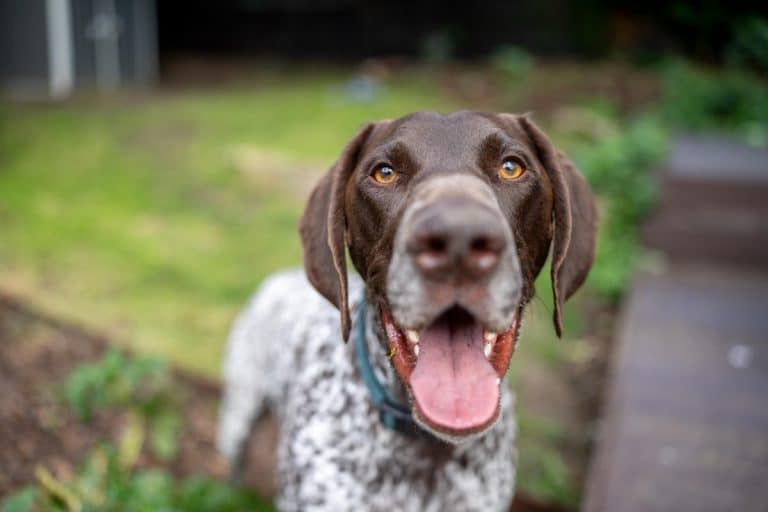 Ideal Diet for German Shorthaired Pointers - The Ultimate German ...