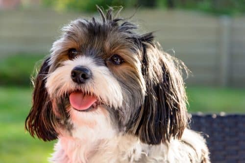 15 Facts About How Dogs Understand Time - iHeartDogs.com