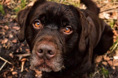 13 Dog Breeds With The Cutest Puppy Dog Eyes - iHeartDogs.com