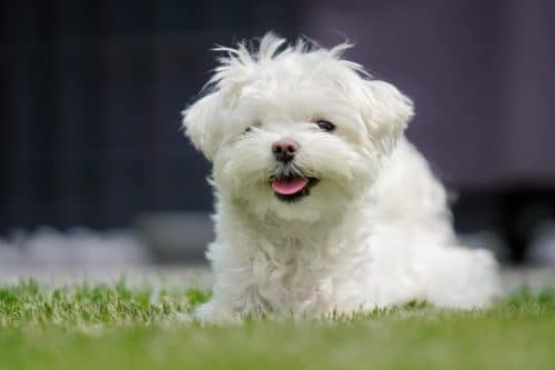 15 Loving Dog Breeds That Need Affection - iHeartDogs.com