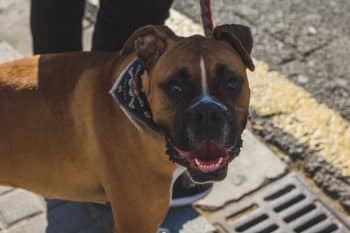 15 Fierce Canine Breeds That’ll Shock You With Devotion - We Love Dogs