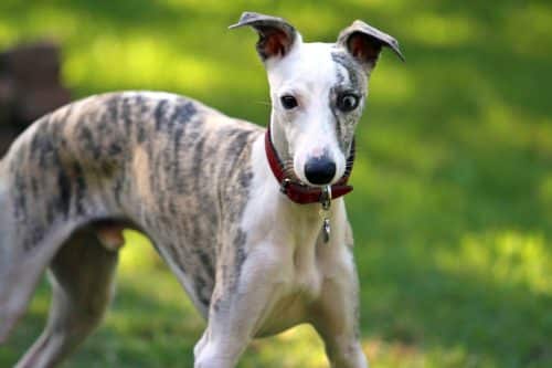 Ideal Diet for Whippets - The Ultimate Whippet Feeding Guide ...