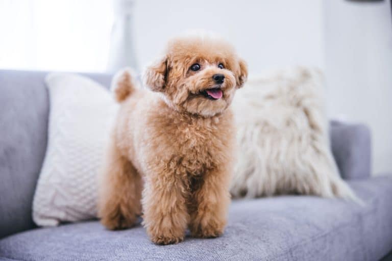 13 Adorable Dog Breeds That Stay Small Forever - iHeartDogs.com