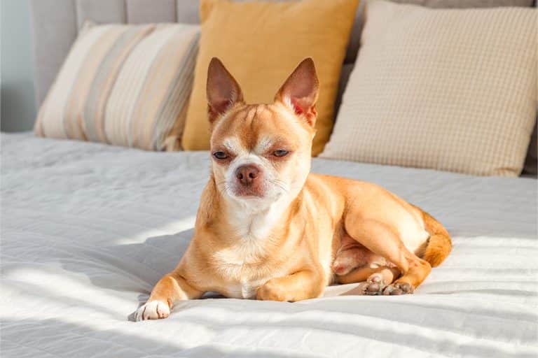 15 Sassy Dog Breeds That Have Major Attitude - iHeartDogs.com