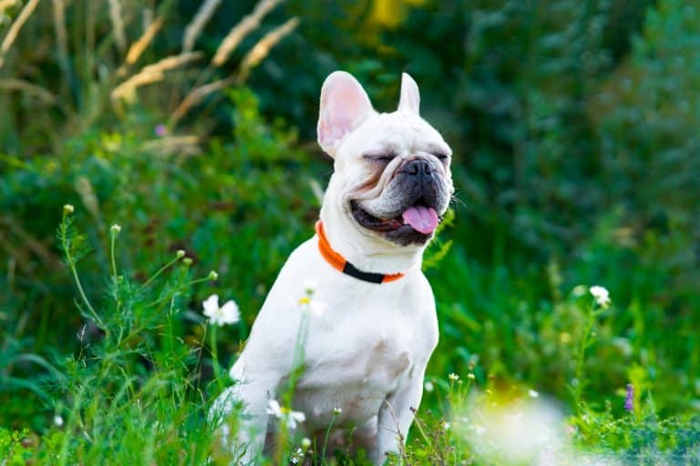 13 Silly Dog Breeds That Have The Goofiest Personalities - iHeartDogs.com