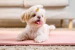 15 Chill Dog Breeds Perfect for Your Quiet Side - iHeartDogs.com