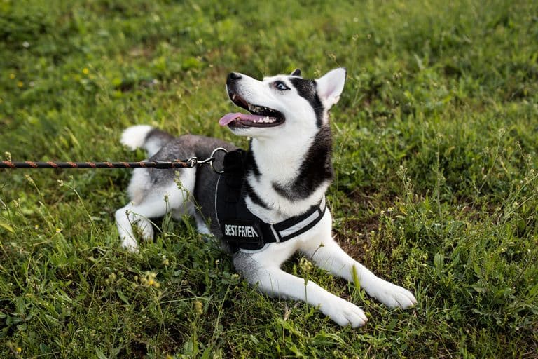 13 Lively Dog Breeds That Are Always Eager For Play - iHeartDogs.com