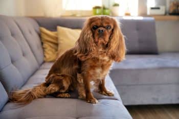 15 Fancy Dog Breeds With a Flair for the Dramatic (2026 Guide ...