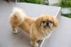 15 Sassy Dog Breeds That Have Major Attitude - iHeartDogs.com