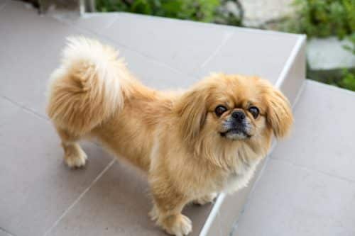15 Sassy Dog Breeds That Have Major Attitude - iHeartDogs.com