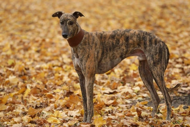 Ideal Diet for Greyhounds - The Ultimate Greyhound Feeding Guide ...