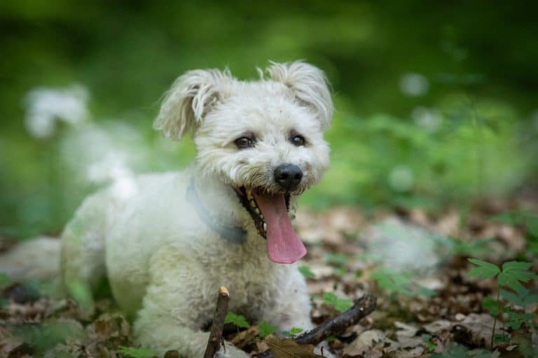 15 Dog Breeds That Are Bold, Brave, and the Bestest of Buddies ...