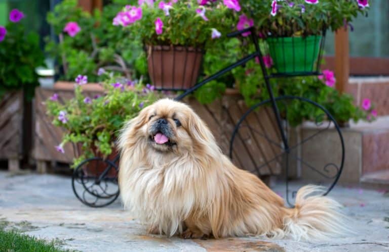 5 Best Hyaluronic Acid Supplements for Dogs - iHeartDogs.com