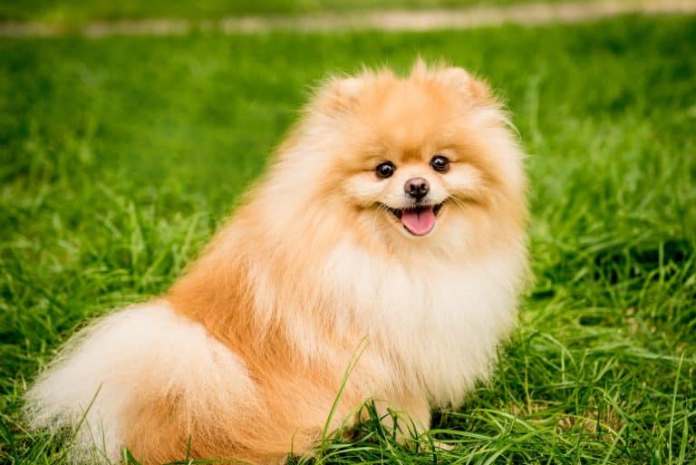 15 Joyful Dog Breeds That Make Life Better - iHeartDogs.com